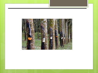 Tapping and processing of rubber- Rubber | PPTX