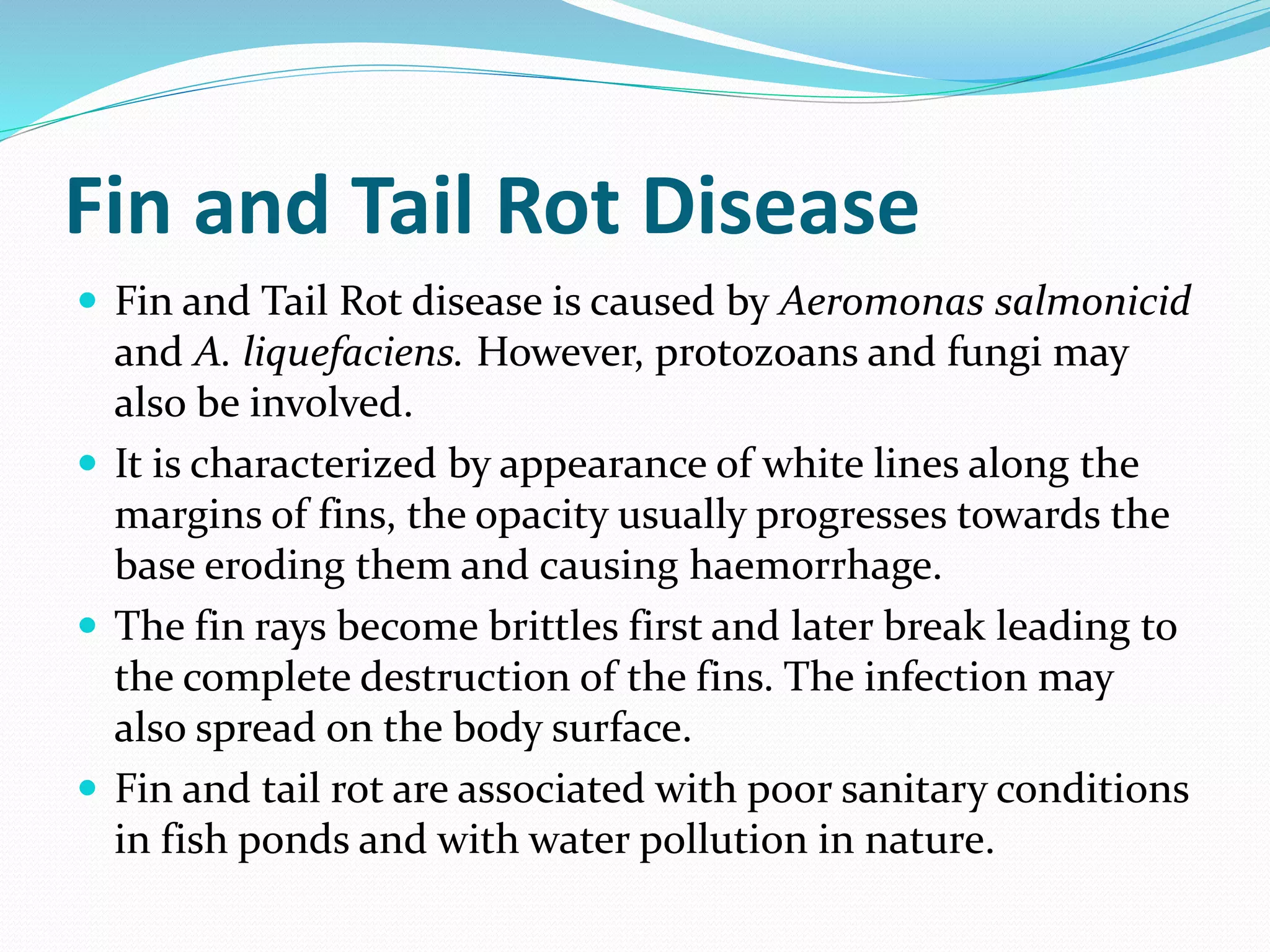 types of bacteria and bacterial disease of fin FISHES | PPTX