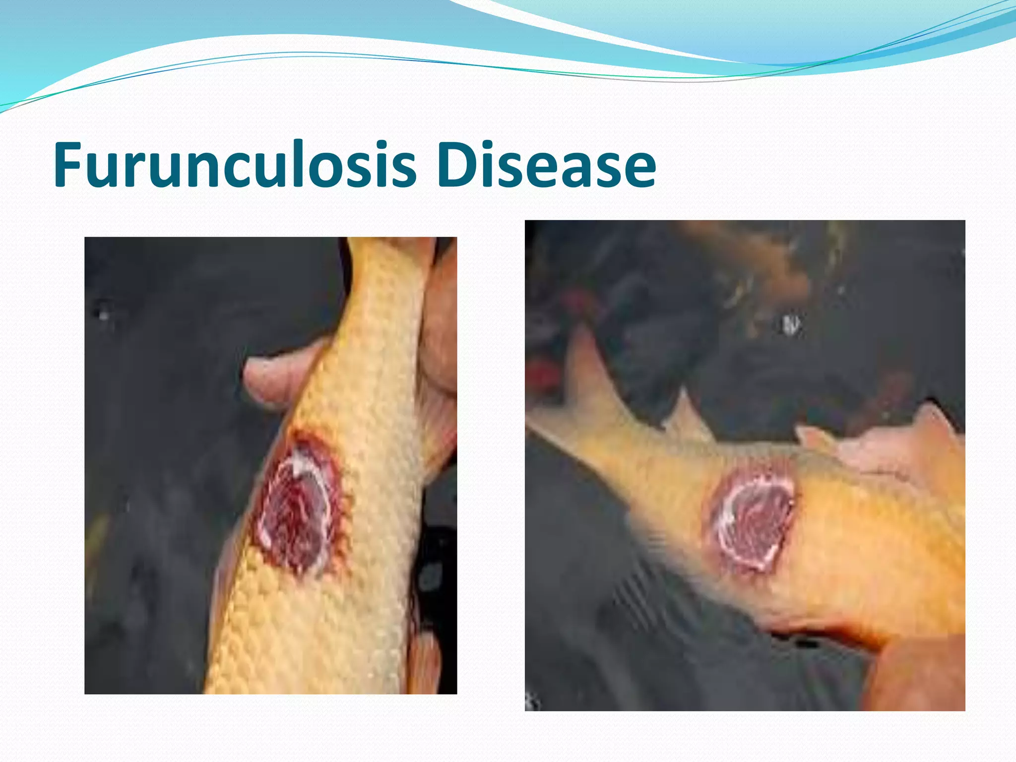 types of bacteria and bacterial disease of fin FISHES | PPTX