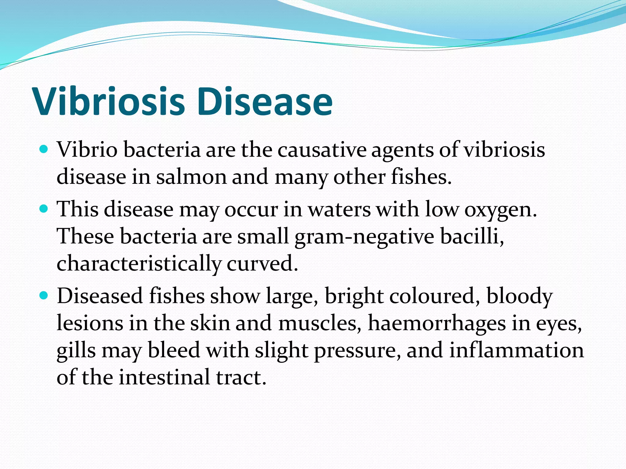 types of bacteria and bacterial disease of fin FISHES | PPTX