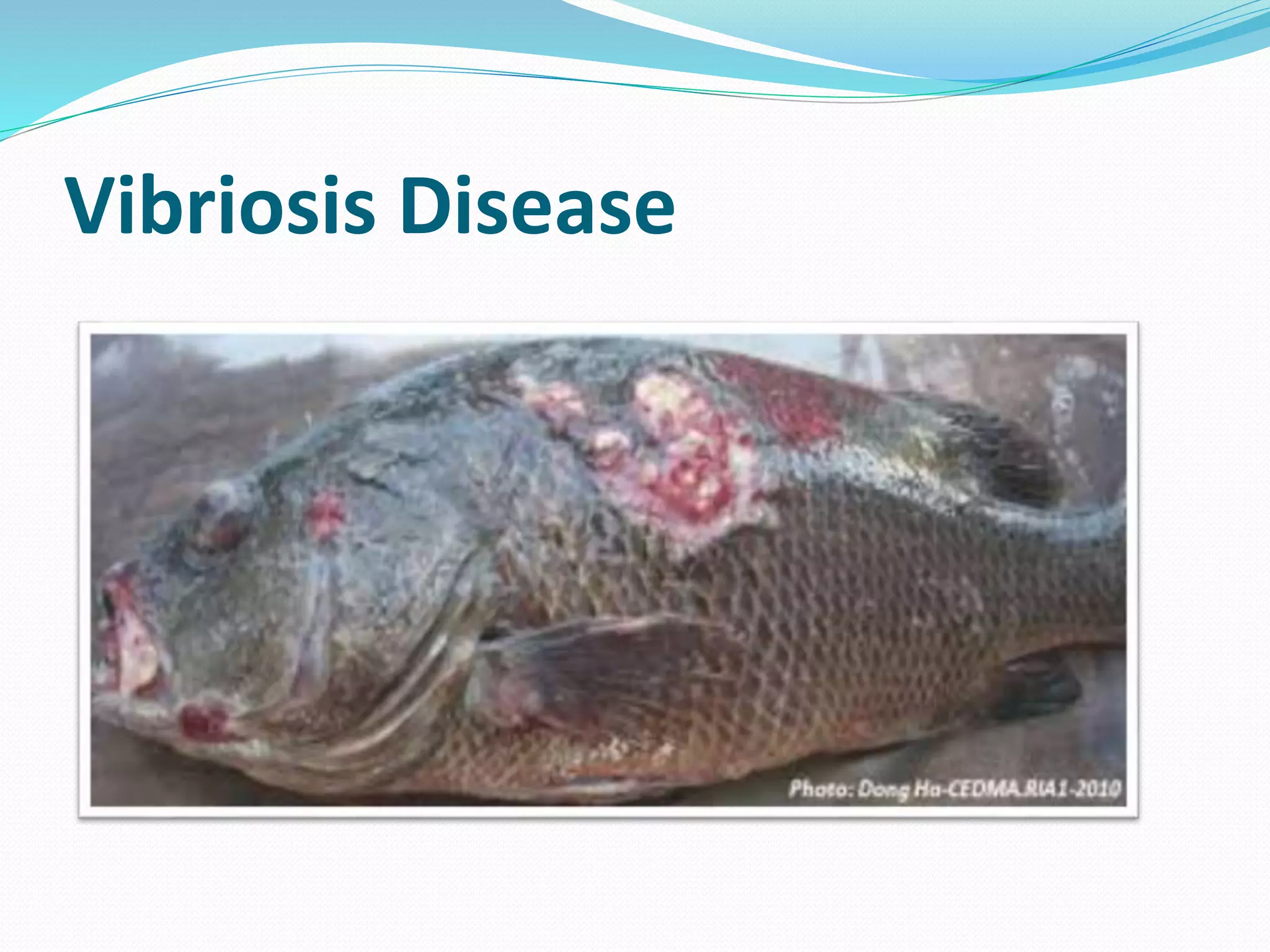 types of bacteria and bacterial disease of fin FISHES | PPTX