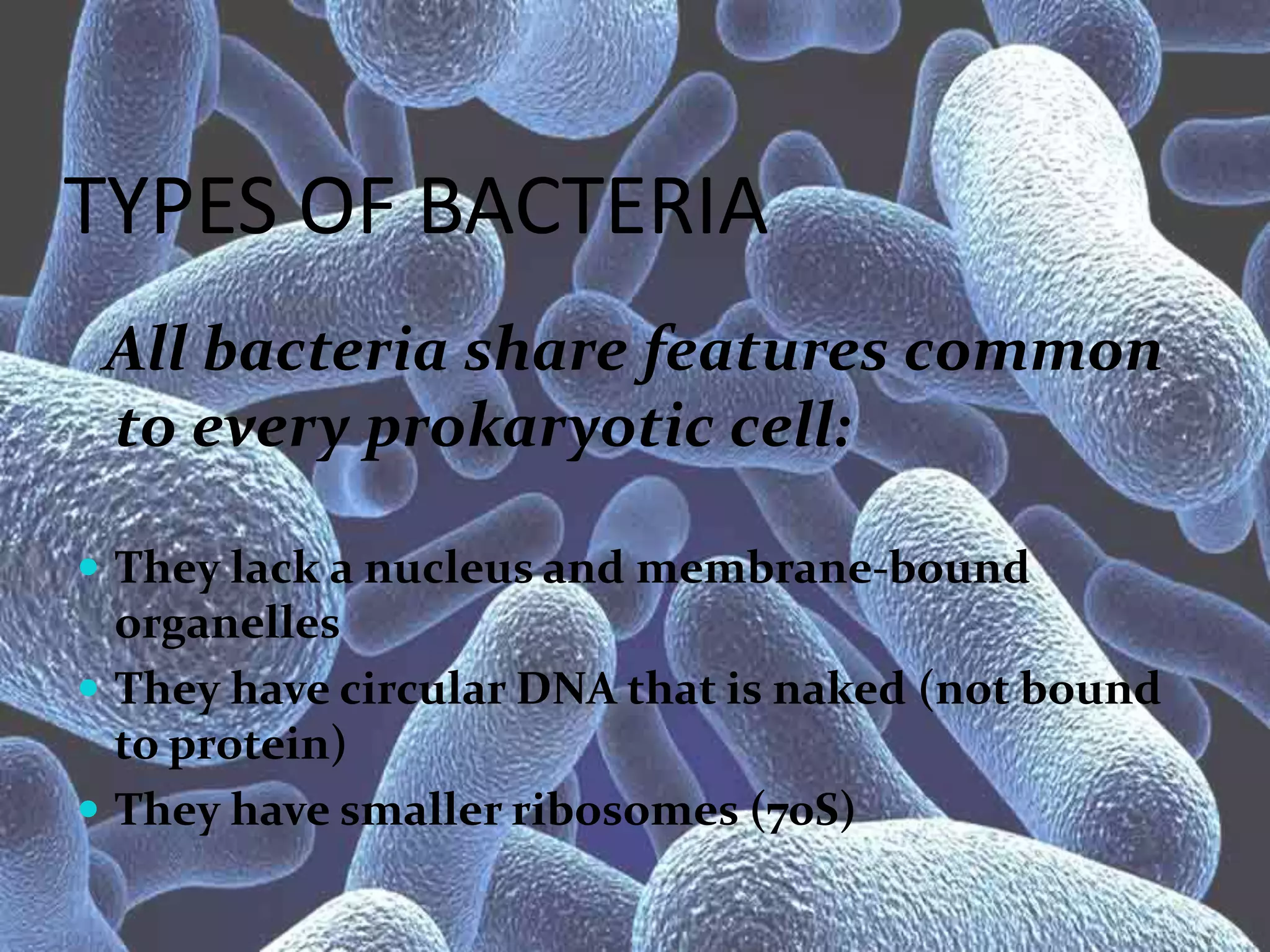 types of bacteria and bacterial disease of fin FISHES | PPTX