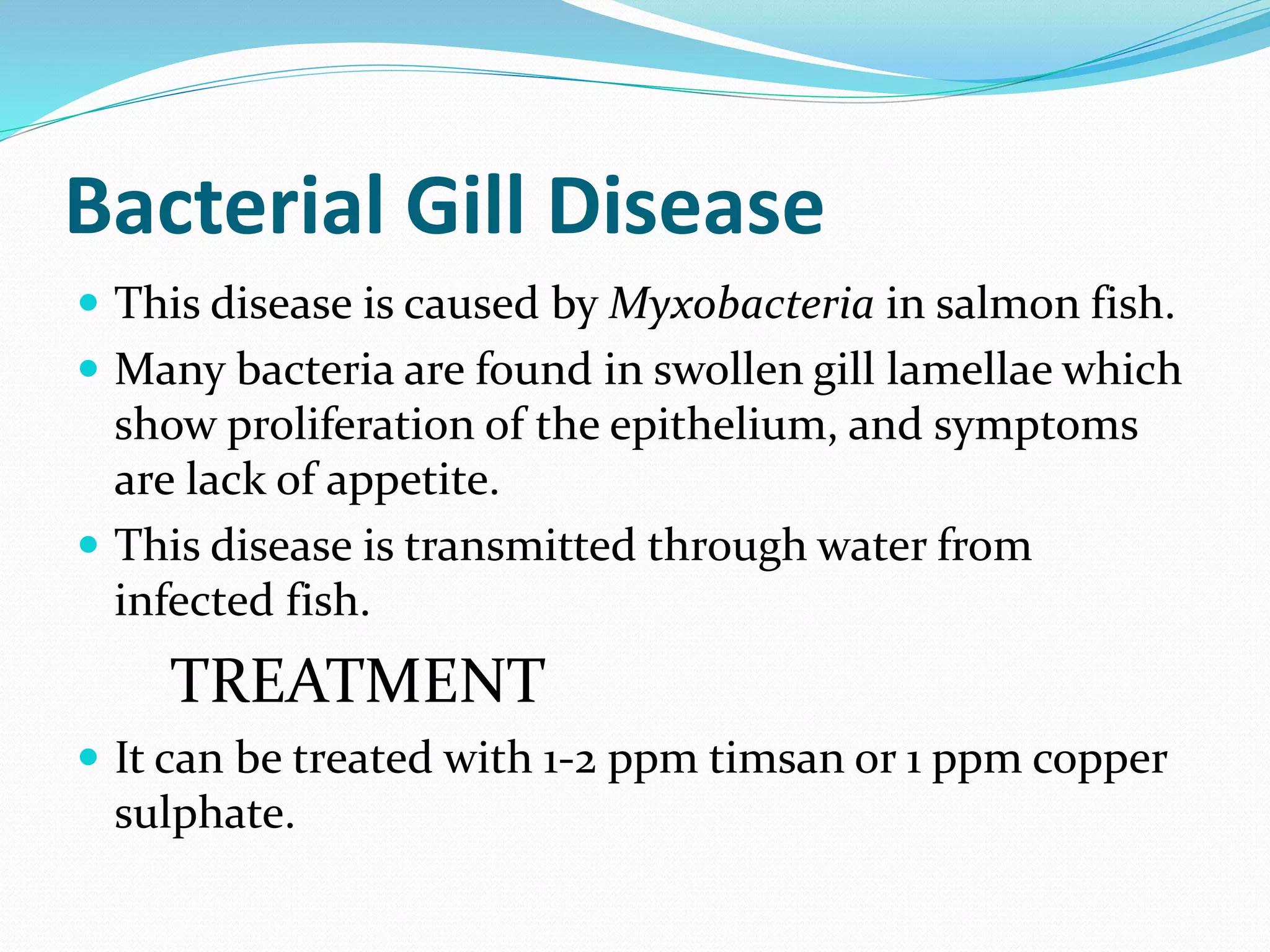 types of bacteria and bacterial disease of fin FISHES | PPTX