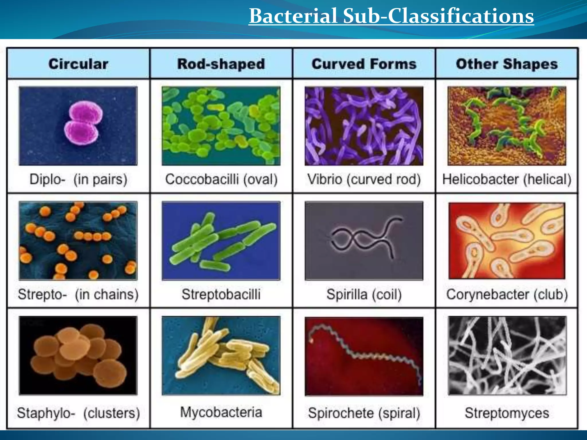 types of bacteria and bacterial disease of fin FISHES | PPTX