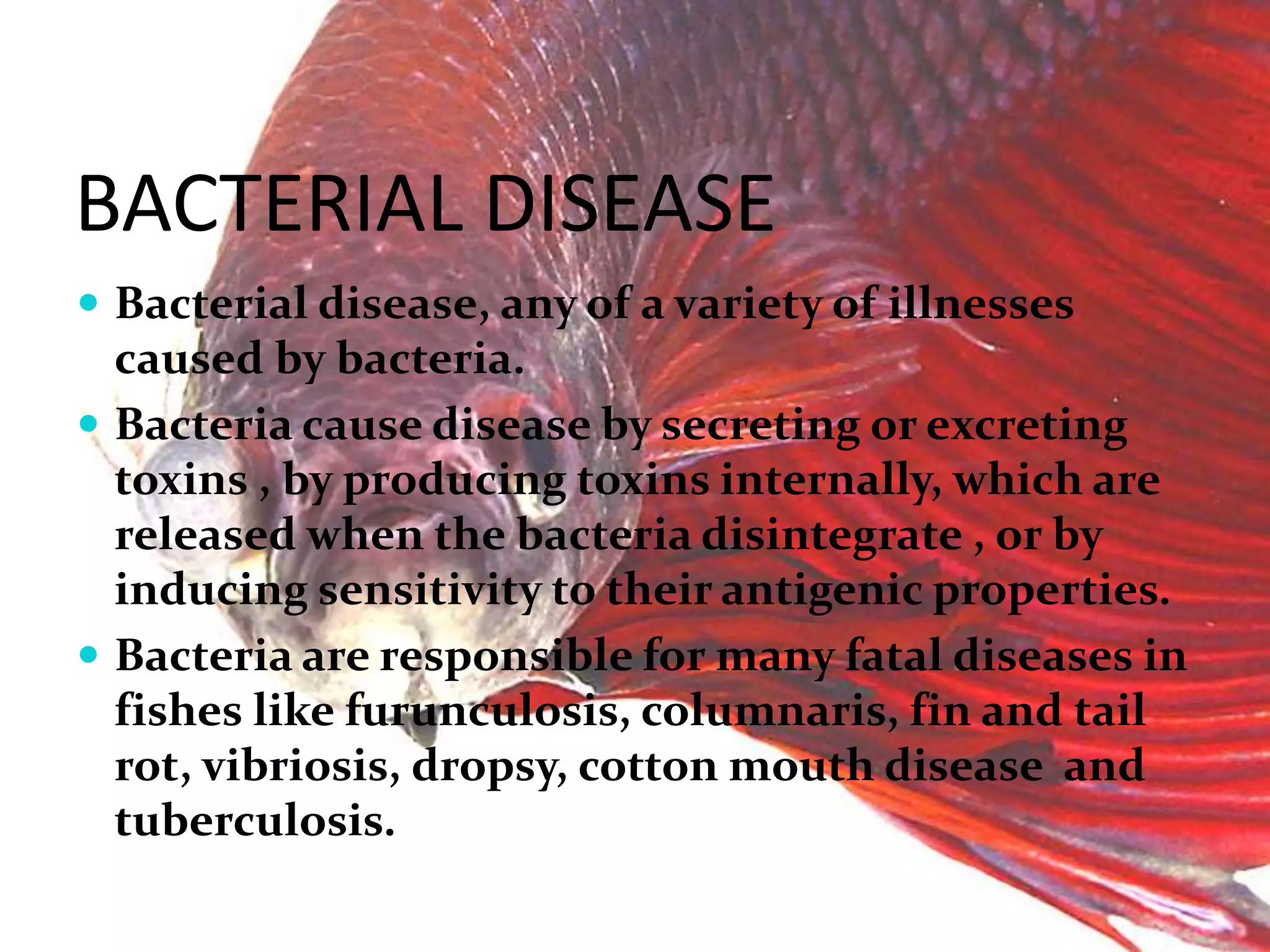 types of bacteria and bacterial disease of fin FISHES | PPTX