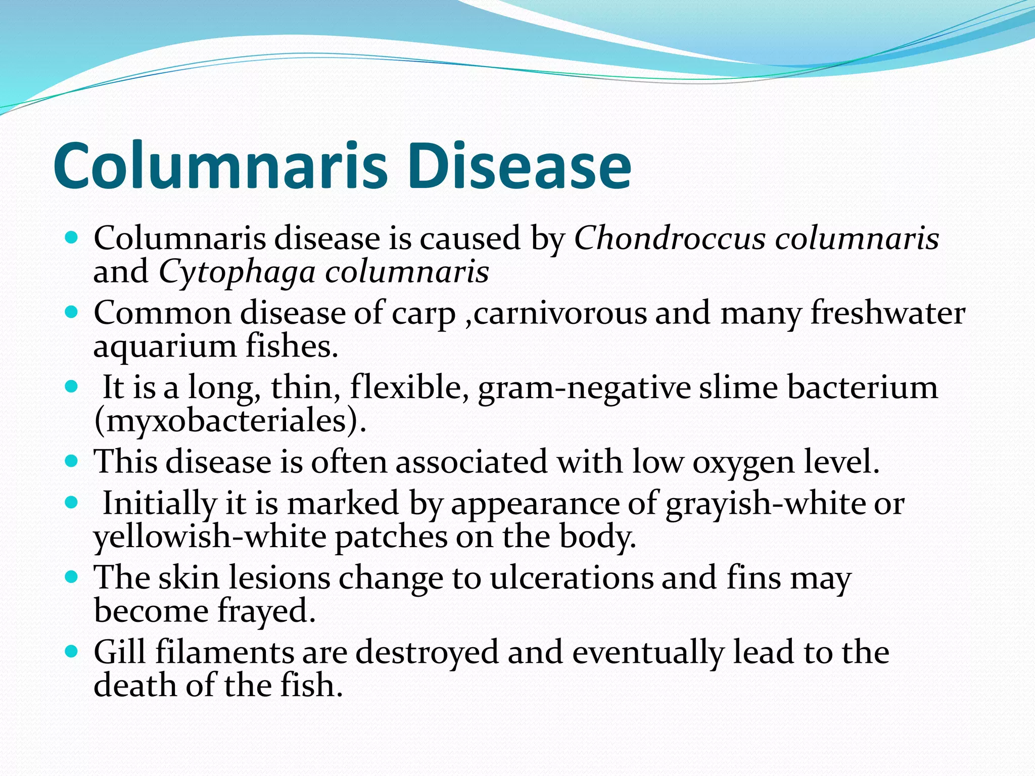 types of bacteria and bacterial disease of fin FISHES | PPTX