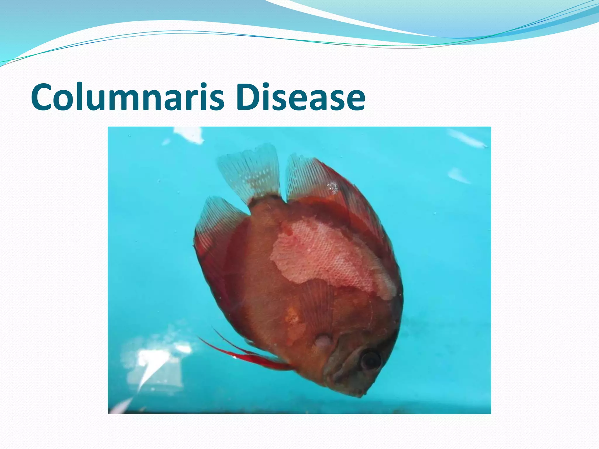 types of bacteria and bacterial disease of fin FISHES | PPTX