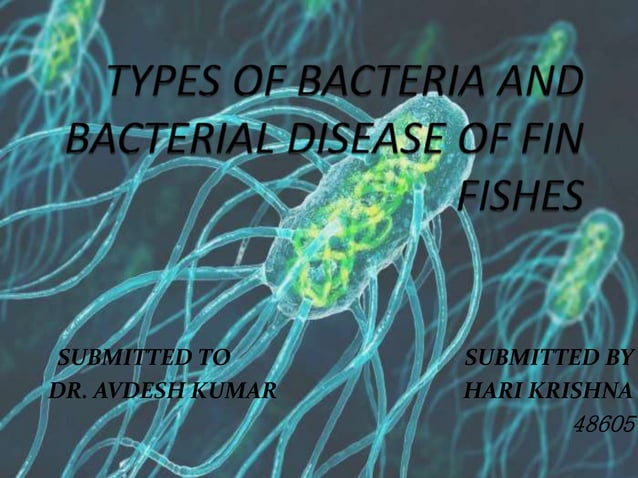 types of bacteria and bacterial disease of fin FISHES | PPTX