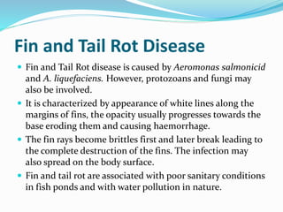 types of bacteria and bacterial disease of fin FISHES | PPTX