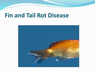 types of bacteria and bacterial disease of fin FISHES | PPTX
