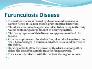 types of bacteria and bacterial disease of fin FISHES | PPTX