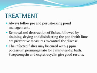 types of bacteria and bacterial disease of fin FISHES | PPTX