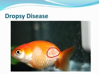 types of bacteria and bacterial disease of fin FISHES | PPTX