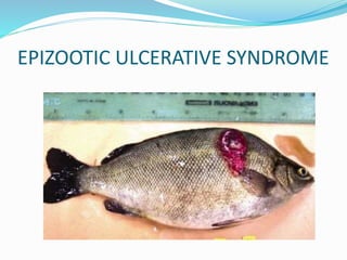 types of bacteria and bacterial disease of fin FISHES | PPTX