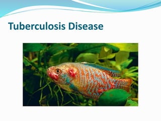 types of bacteria and bacterial disease of fin FISHES | PPTX