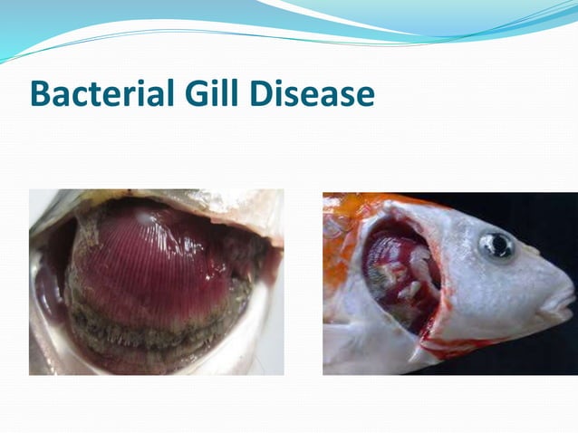 types of bacteria and bacterial disease of fin FISHES | PPTX