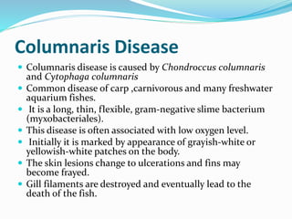 types of bacteria and bacterial disease of fin FISHES | PPTX