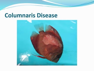 types of bacteria and bacterial disease of fin FISHES | PPTX