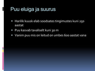 Harilik kuusk | PPTX