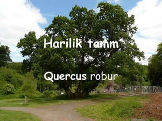 Harilik tamm | PPT