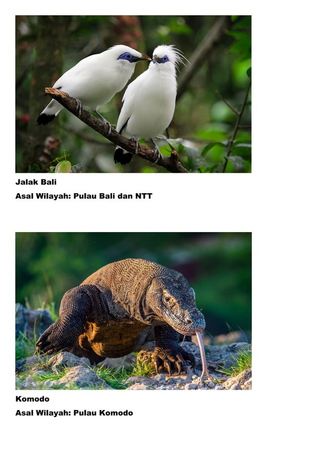 Harimau Sumatera.docxHKYKHKHKHKKHKHKHKHK | PDF