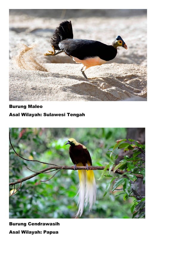 Harimau Sumatera.docxHKYKHKHKHKKHKHKHKHK | PDF