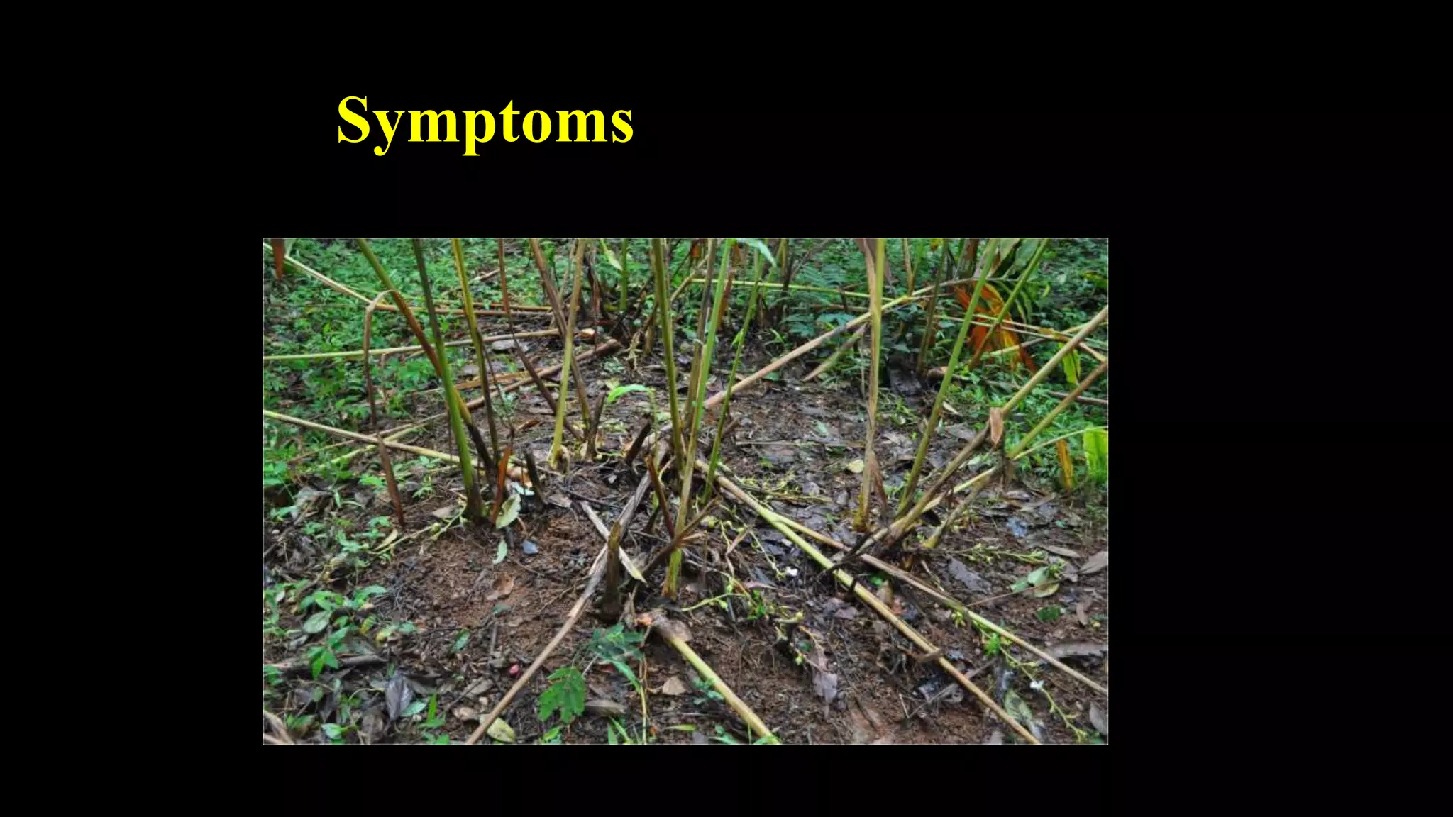 Cardamom-Damping off disease | PPTX