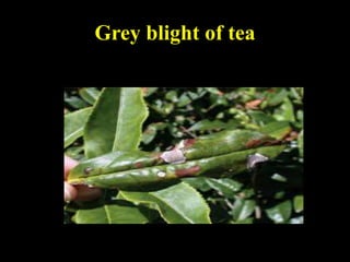 Grey Blight in Horticultural Crops | PPTX