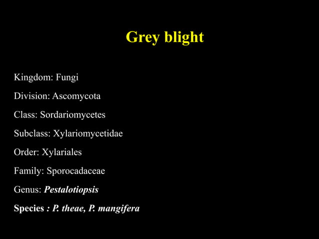 Grey Blight in Horticultural Crops | PPTX | Infectious Diseases ...