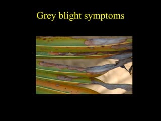 Grey Blight in Horticultural Crops | PPTX