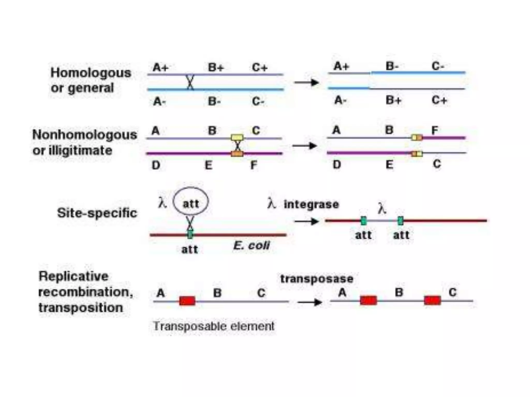 Genetic recombination.pptx