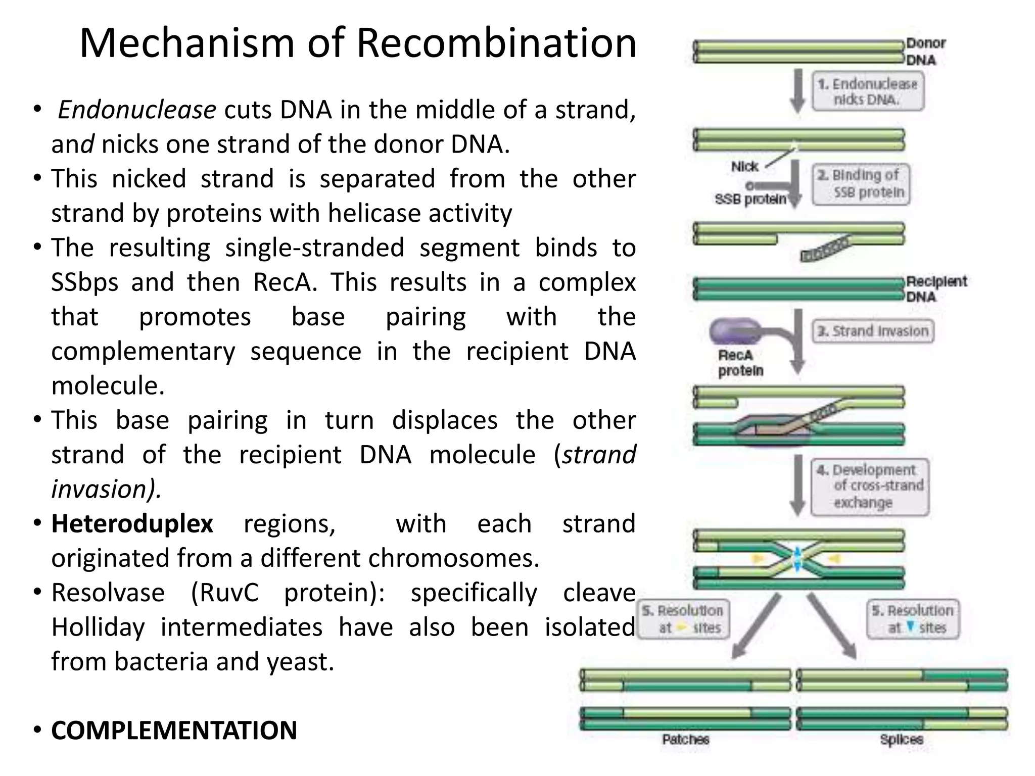 Genetic recombination.pptx
