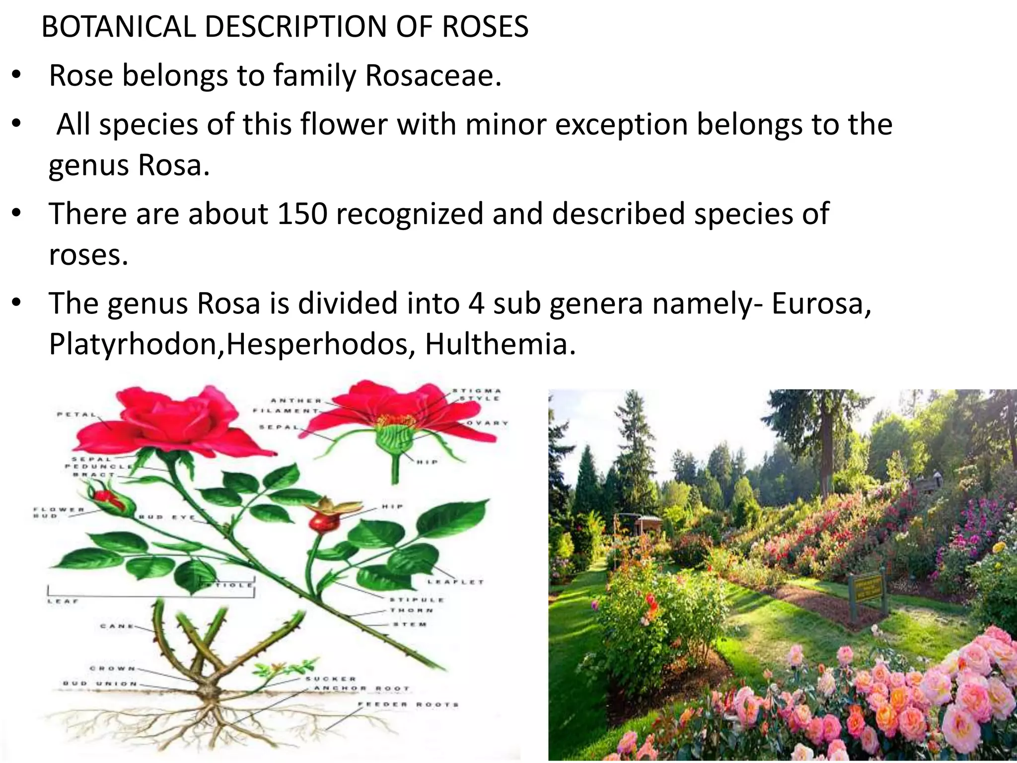 ROSE CULTIVATION | PPTX