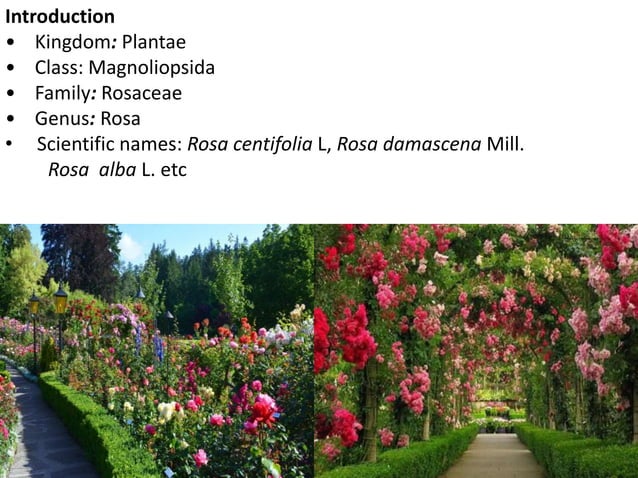 ROSE CULTIVATION | PPTX