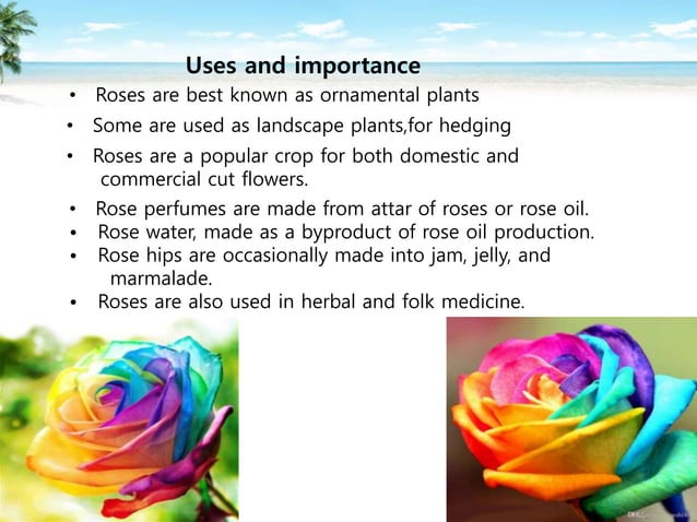 ROSE CULTIVATION | PPTX