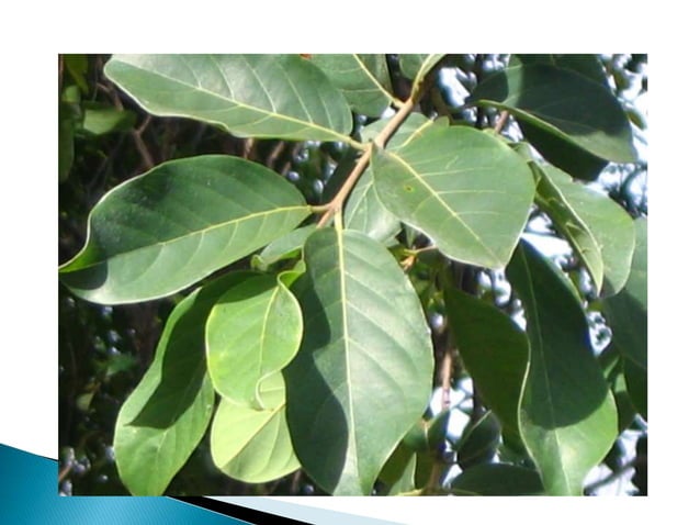 Ayurvedic Pharmacology of Terminalia chebula & its Pharmacognocy | PPTX