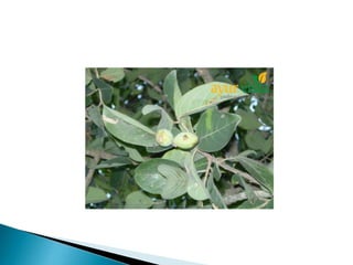 Ayurvedic Pharmacology of Terminalia chebula & its Pharmacognocy | PPTX
