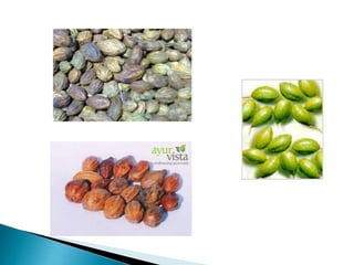 Ayurvedic Pharmacology of Terminalia chebula & its Pharmacognocy | PPTX