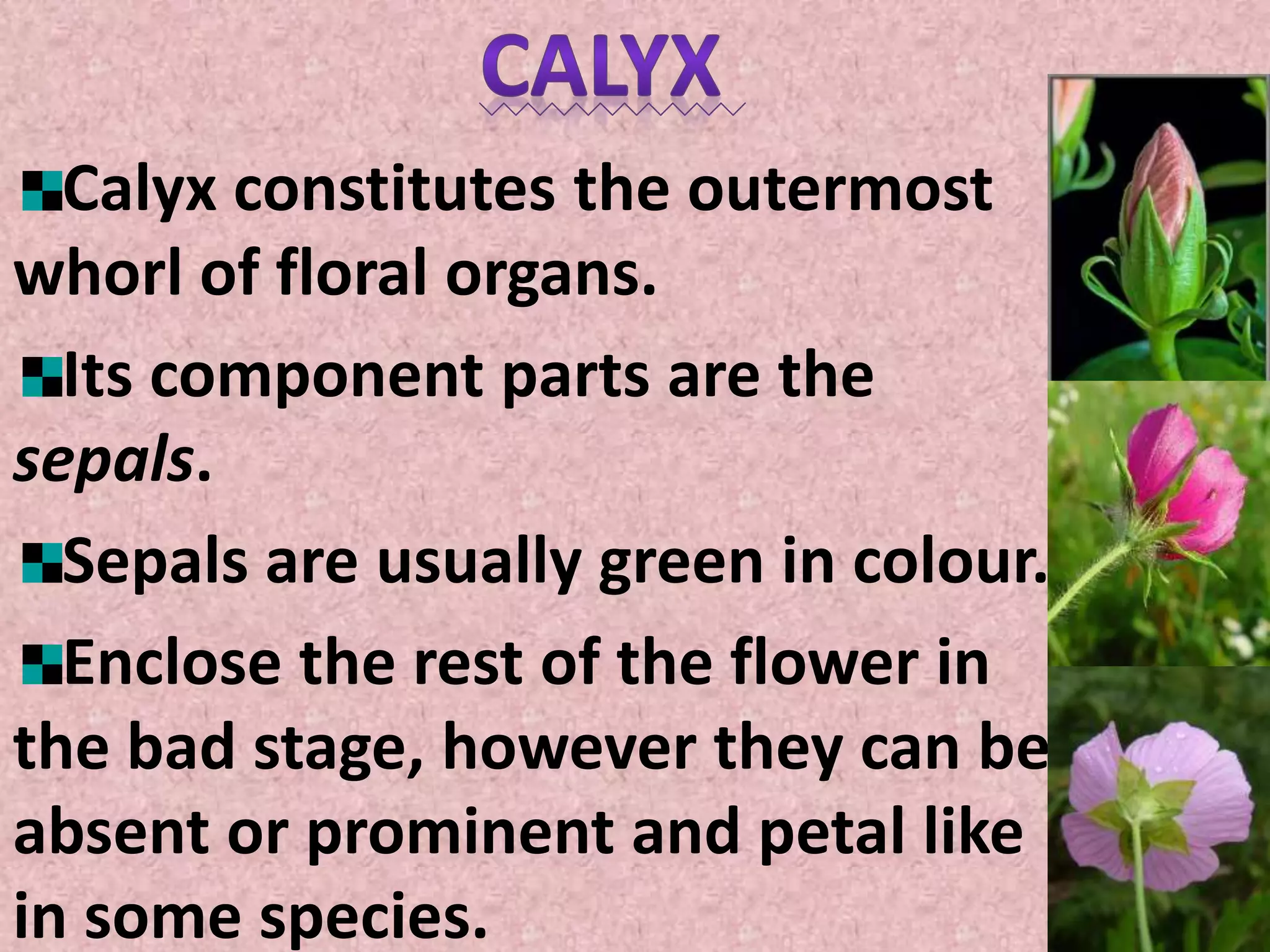 structure of flower | PPTX