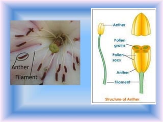 structure of flower | PPTX