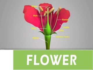structure of flower | PPTX
