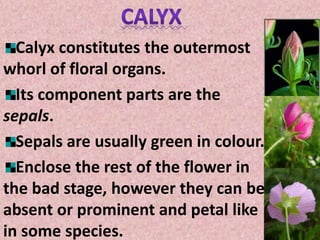 structure of flower | PPTX