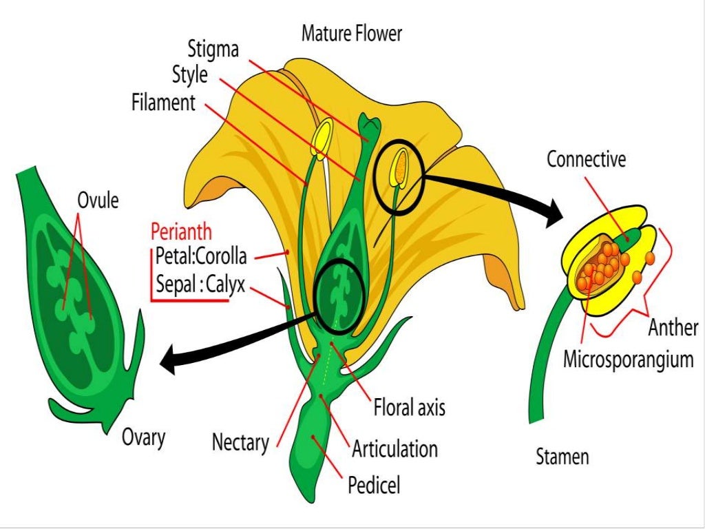 structure of flower