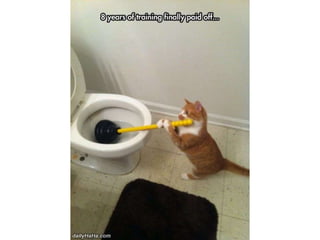 naljakad pildid | PPTX