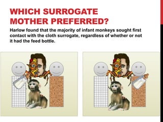 Psychology: Harlow’s experiments on attachment in monkeys. by Janice ...