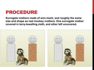 Psychology: Harlow’s experiments on attachment in monkeys. by Janice ...