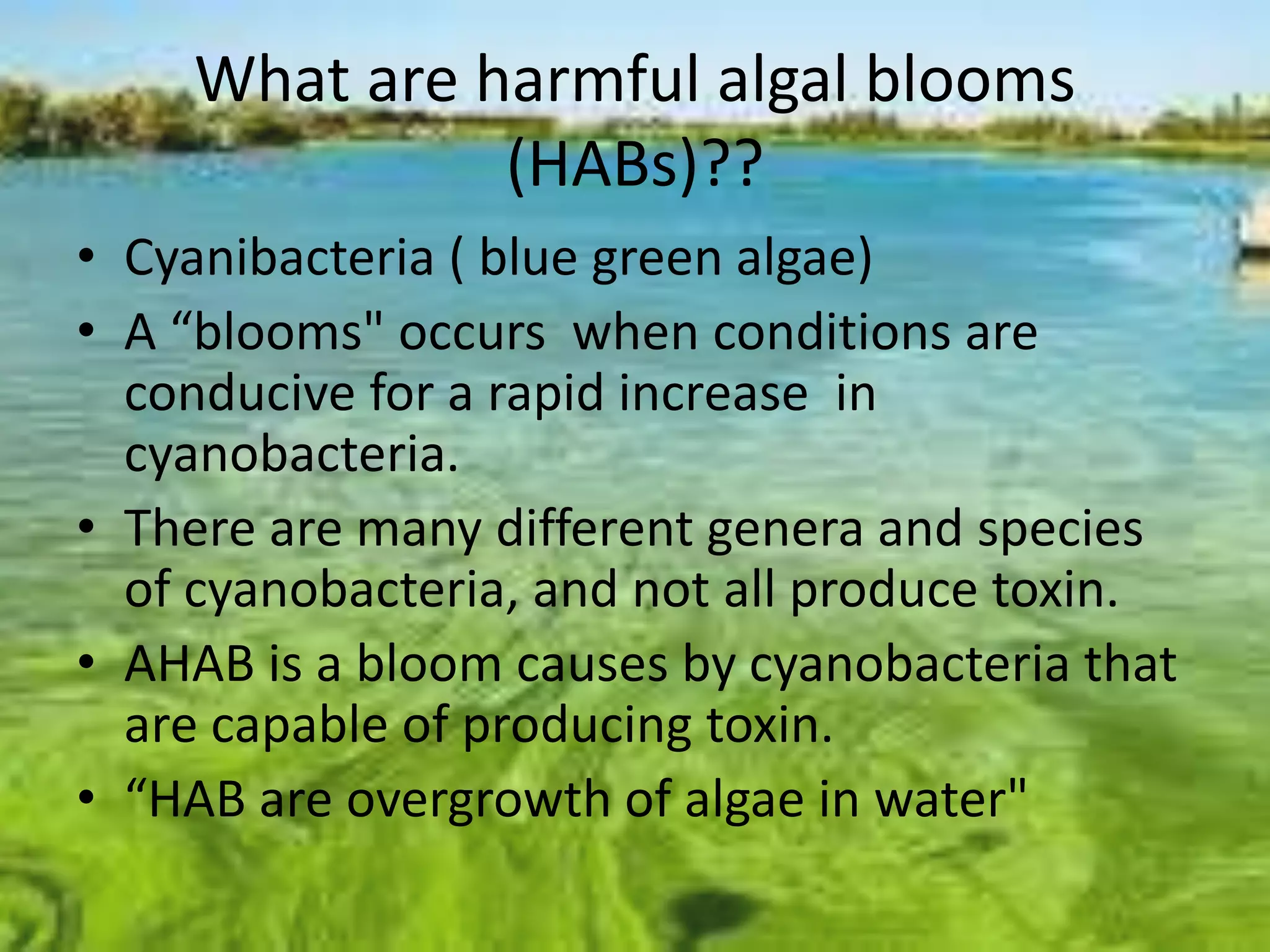 Harmful algal blooms | PPTX
