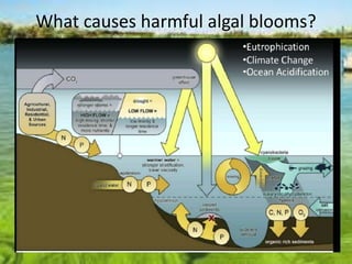 Harmful algal blooms | PPTX