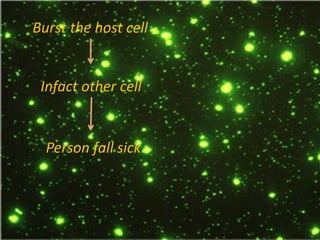 Microorganism ppt | PPTX