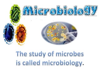 Microorganism ppt | PPTX